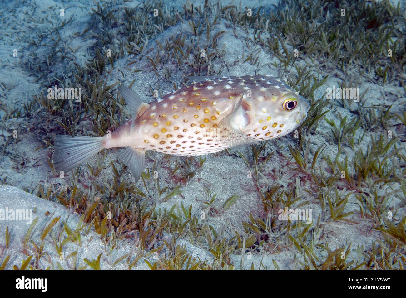 A Yellow-spotted Burrfish (Cyclichthys spilostylus) in the Red Sea ...