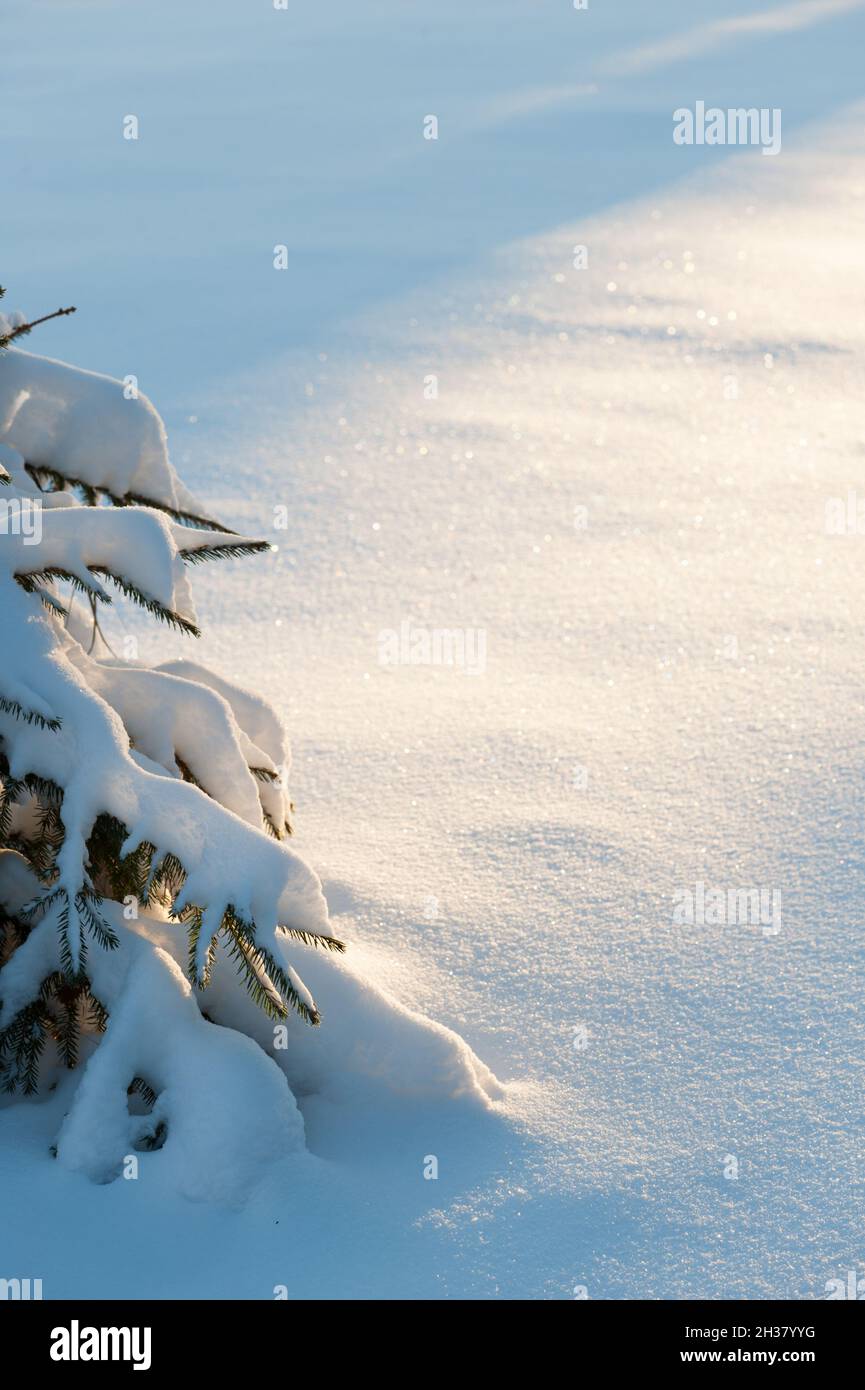 Fir tree spruce fresh nature hi-res stock photography and images - Alamy