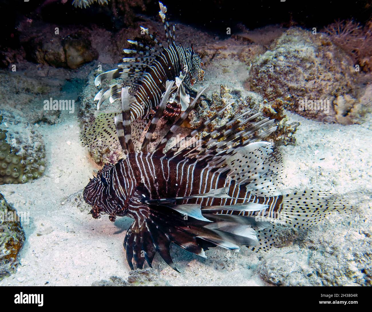 Common Lionfish (Pterois volitans) in the Red Sea Stock Photo - Alamy