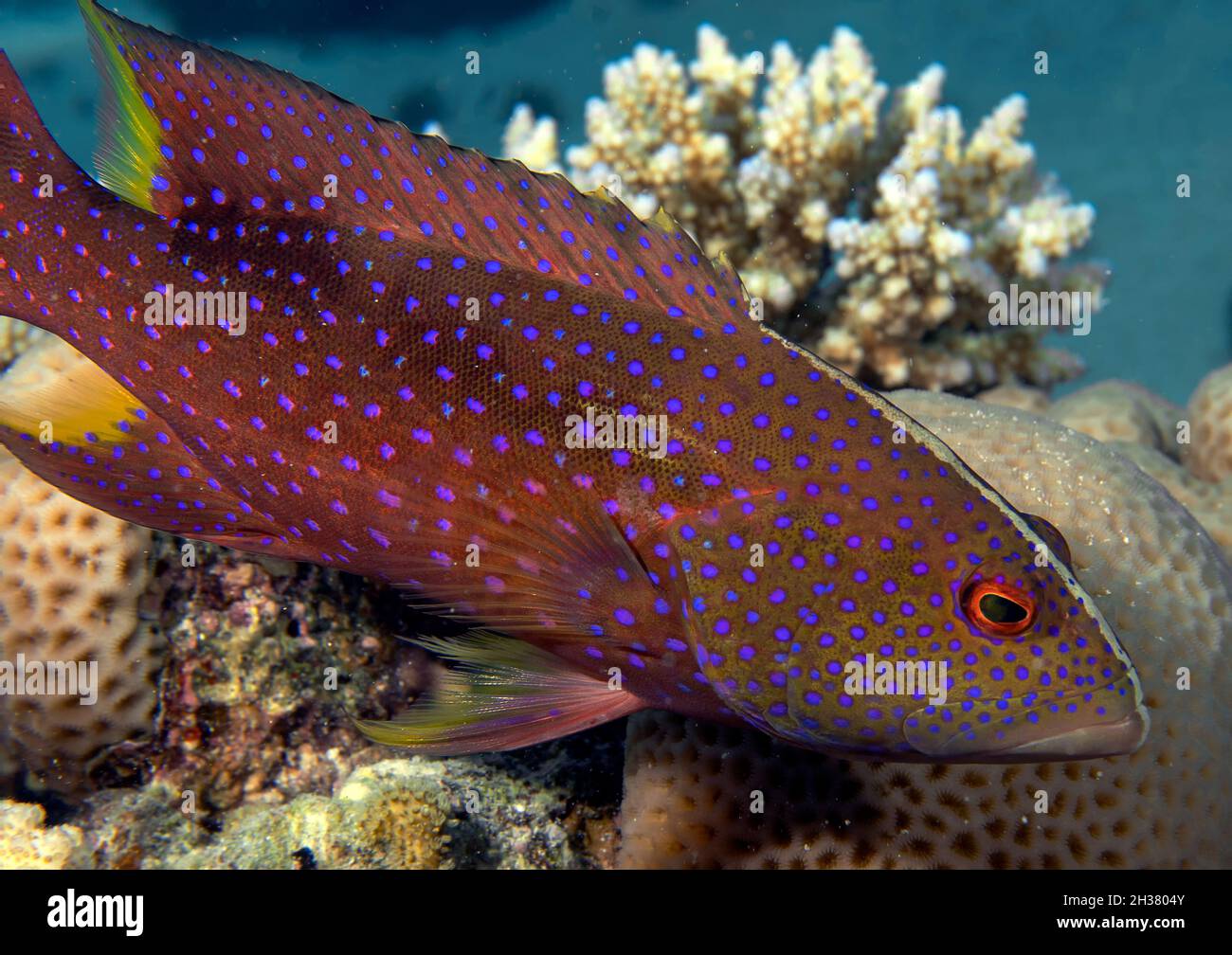 A Lyretail Grouper (Variola louti) in the Red Sea Stock Photo - Alamy