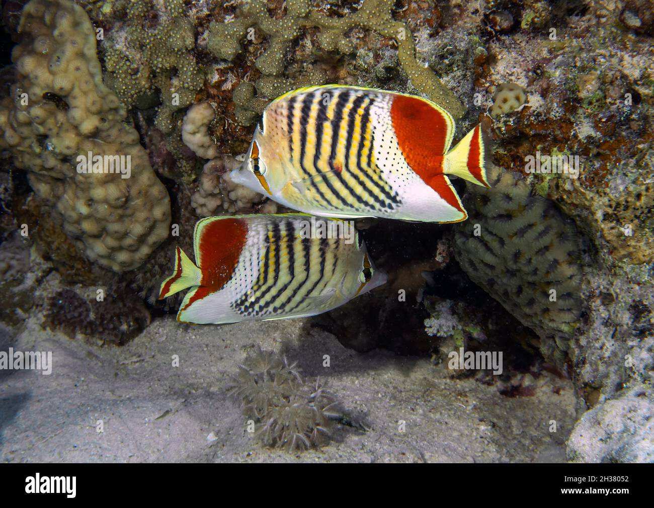 A pair of Crown Butterflyfish (Chaetodon paucifasciatus) in the Red Sea ...