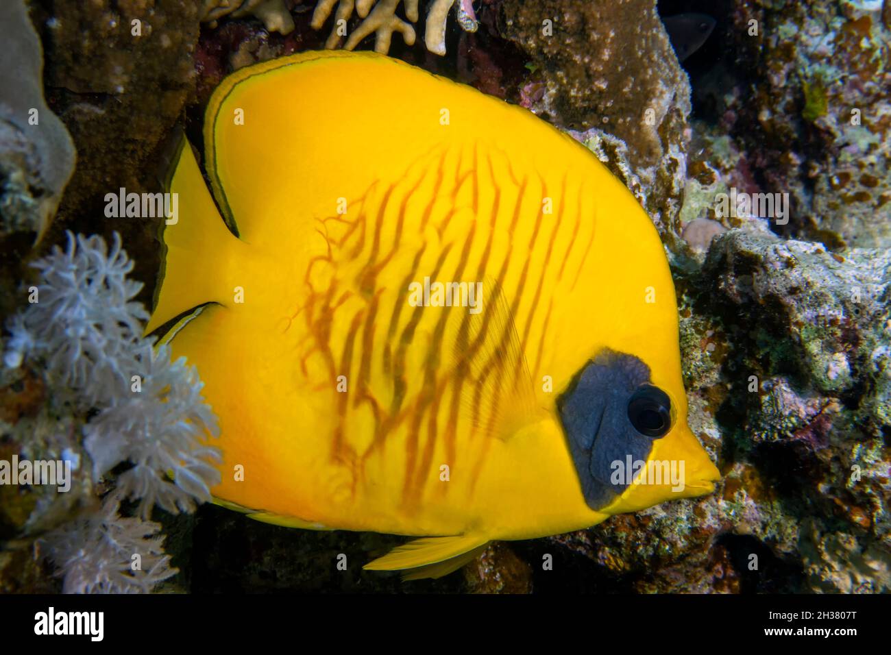 A Masked Butterflyfish (Chaetodon semilarvatus) in the Red Sea Stock ...