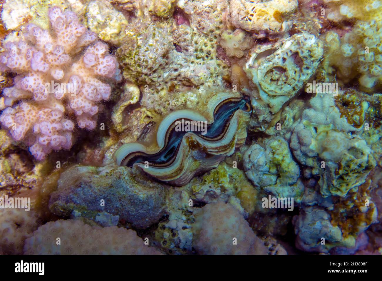 A Maxima Clam (Tridacna maxima) in the Red Sea, Egypt Stock Photo - Alamy