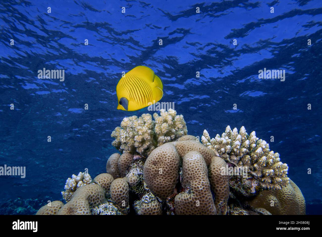 A Masked Butterflyfish (Chaetodon semilarvatus) in the Red Sea Stock ...