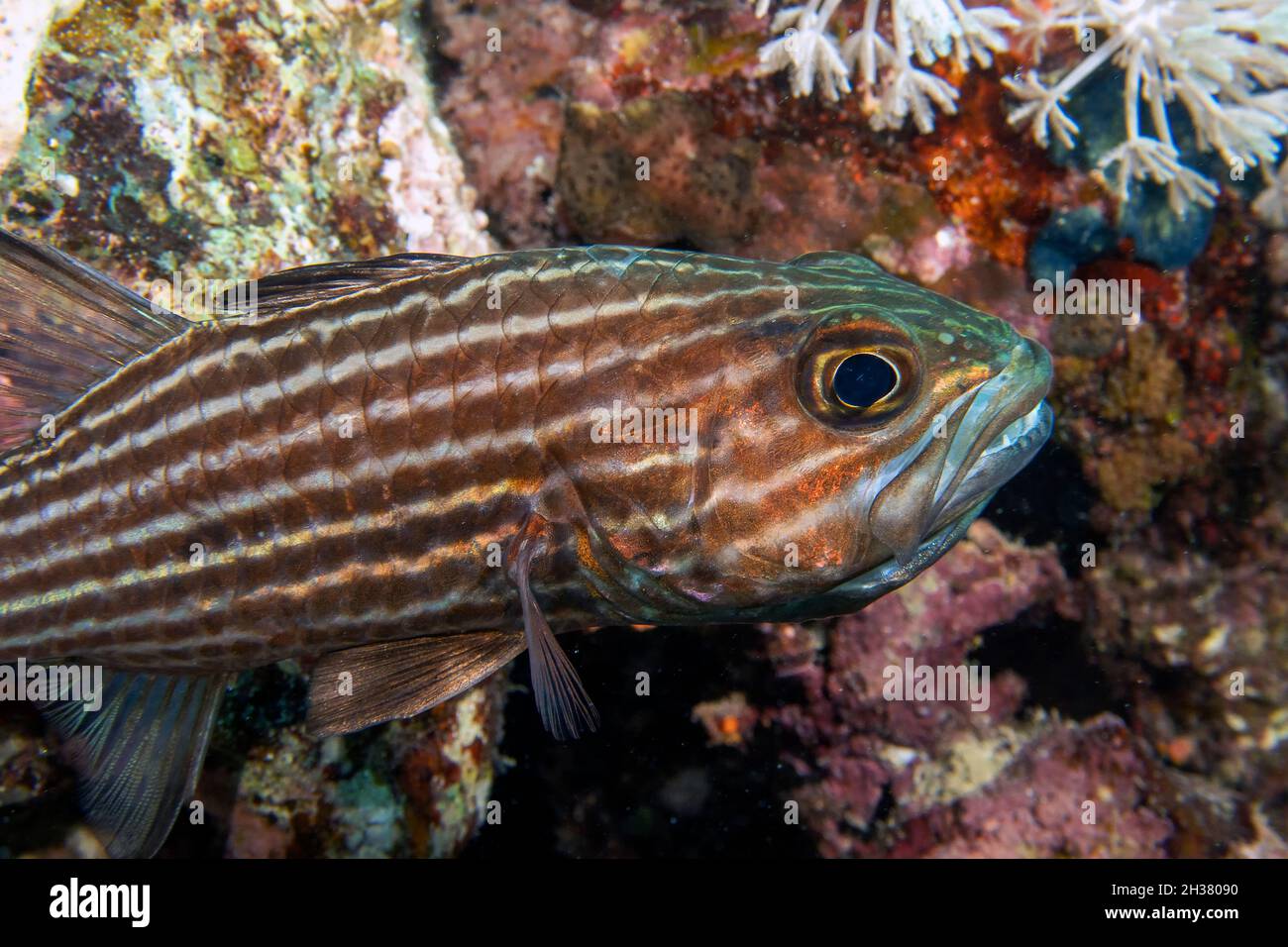 A Tiger Cardinalfish (Cheilodipterus macrodon) in the Red Sea, Egypt ...
