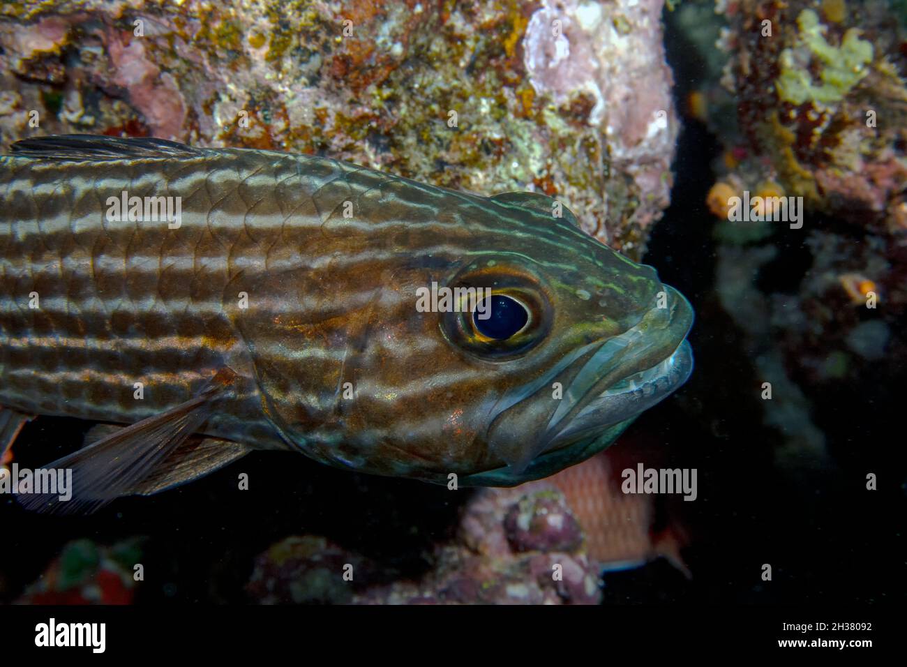 A Tiger Cardinalfish (Cheilodipterus macrodon) in the Red Sea, Egypt ...