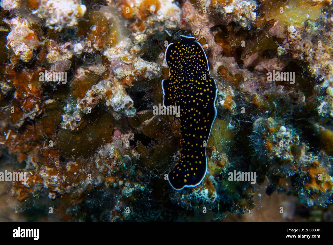 A Gold Spotted Flatworm (Thysanozoon nigropapillosum) in the Red Sea ...