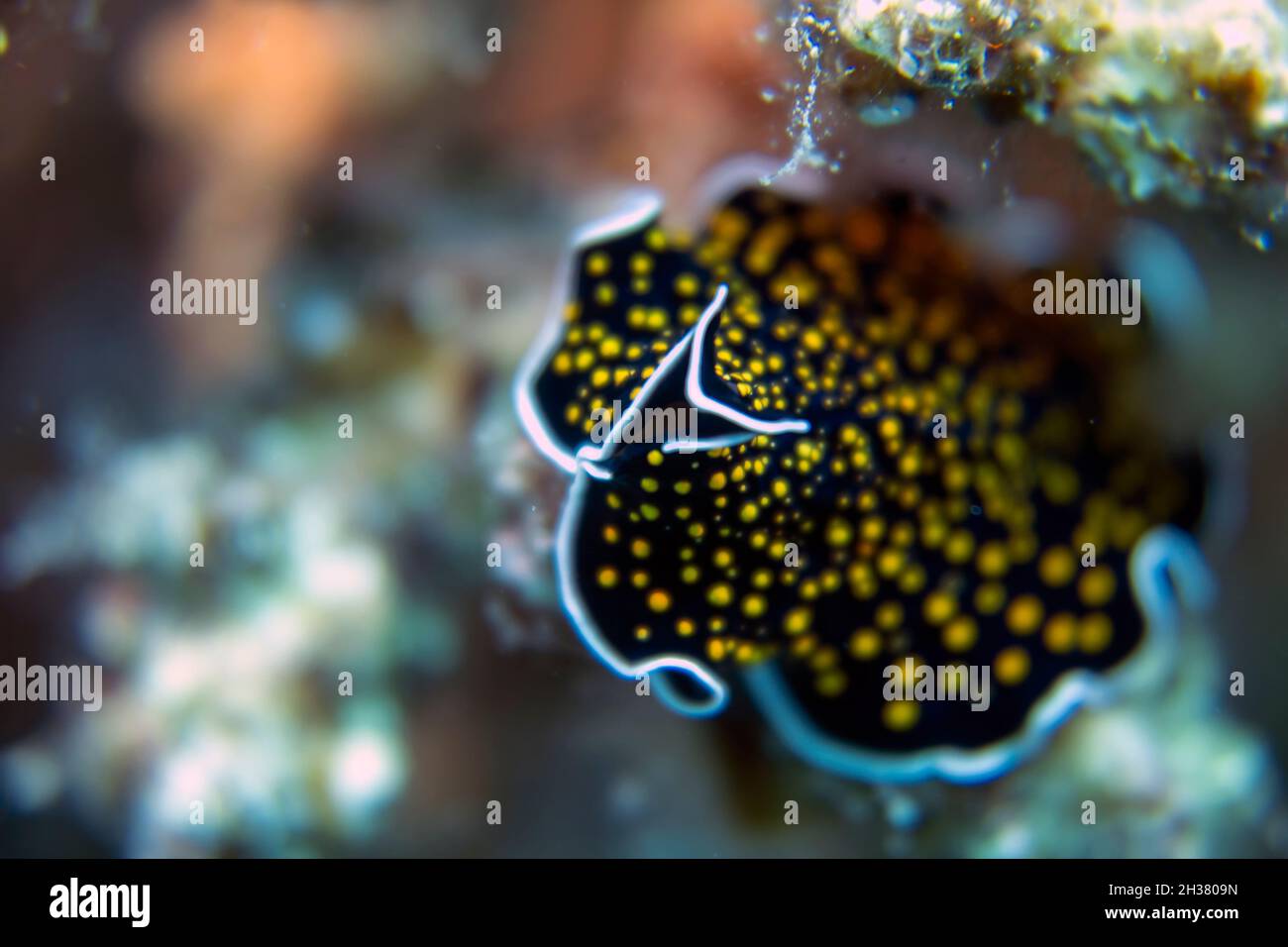 A Gold Spotted Flatworm (Thysanozoon nigropapillosum) in the Red Sea ...