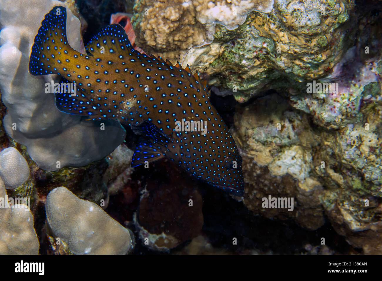 A Peacock Grouper (Cephalopholis argus) in the Red Sea, Egypt Stock ...