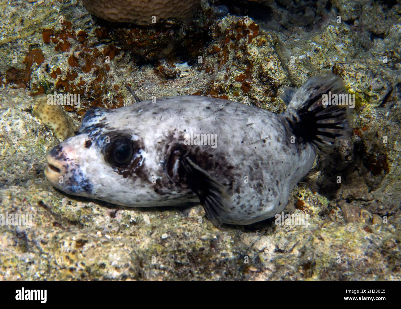 A Masked Puffer (Arothron diadematus) in the Red Sea, Egypt Stock Photo ...