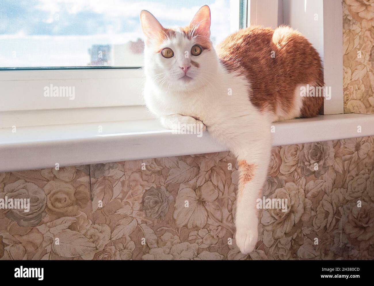 Cat lying on windowsill close hi-res stock photography and images - Alamy
