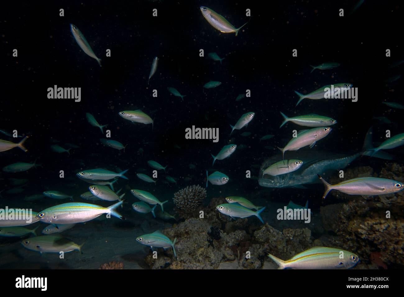 Huge numbers of fusiliers feeding on a coral reef at night in the Red ...