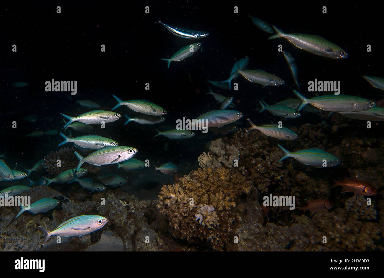 Huge numbers of fusiliers feeding on a coral reef at night in the Red ...
