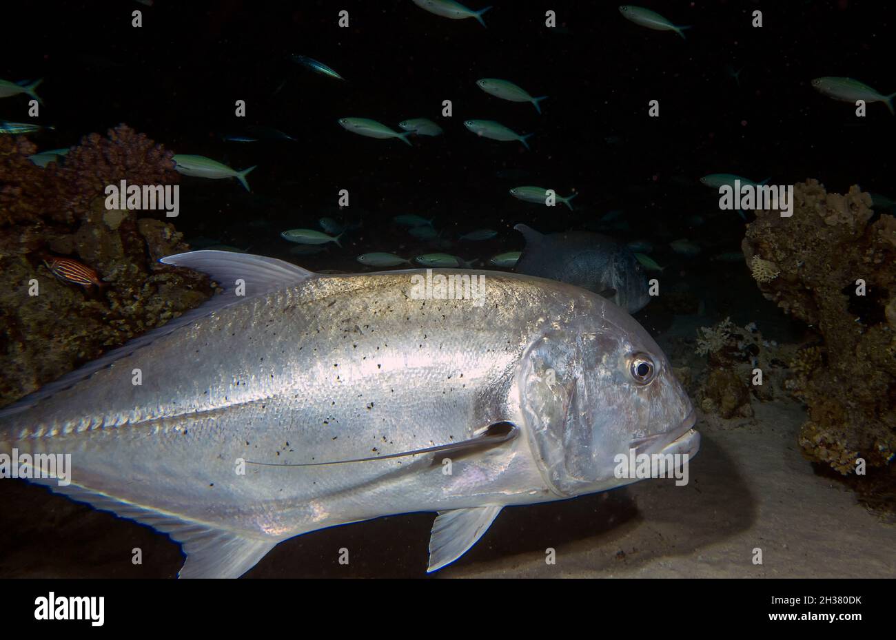 Caranx ignobilis giant trevally red hi-res stock photography and images ...