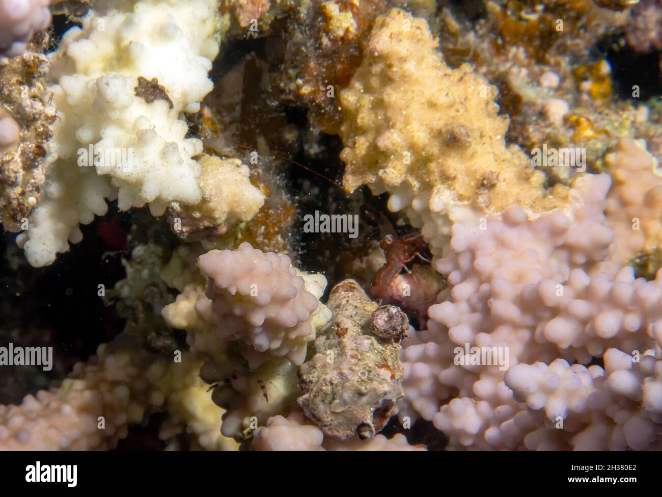 Tiger prawn underwater hi-res stock photography and images - Alamy