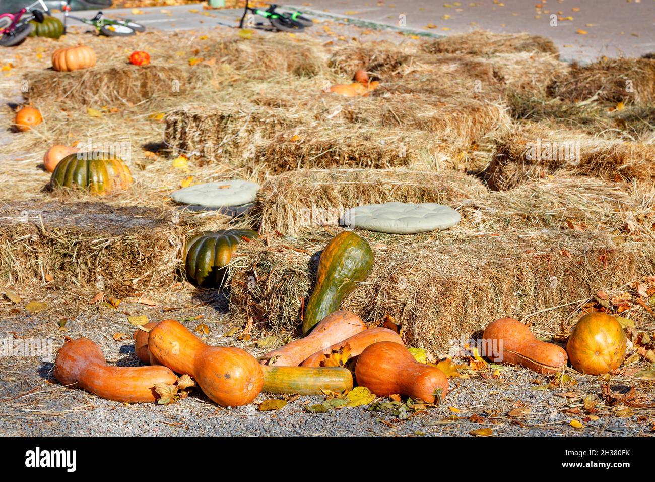Round and long orange pumpkins lie among the sheaves of hay in the ...