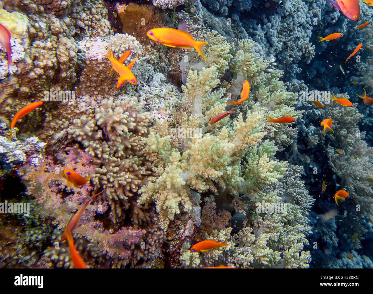 Golden Anthias (Pseudanthias squamipinnis) in the Red Sea Stock Photo ...