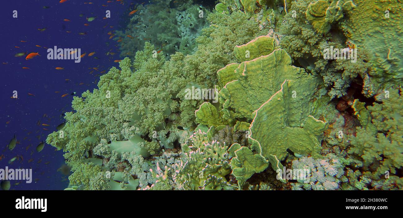 Colorful coral formations hi-res stock photography and images - Alamy