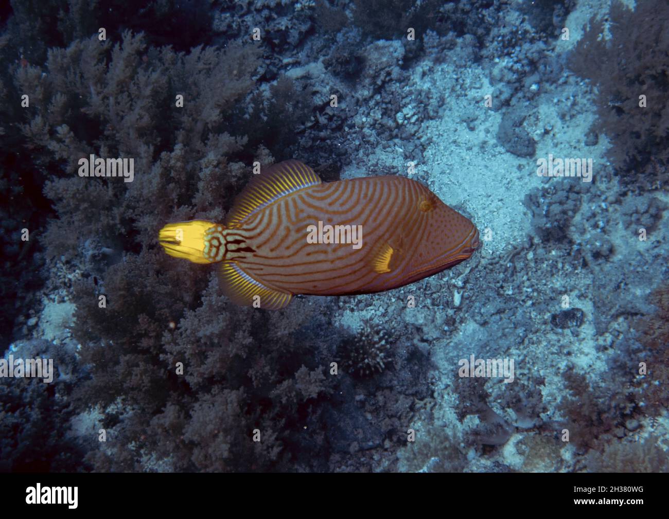 An Orange-lined Triggerfish (Balistapus undulatus) in the Red Sea ...