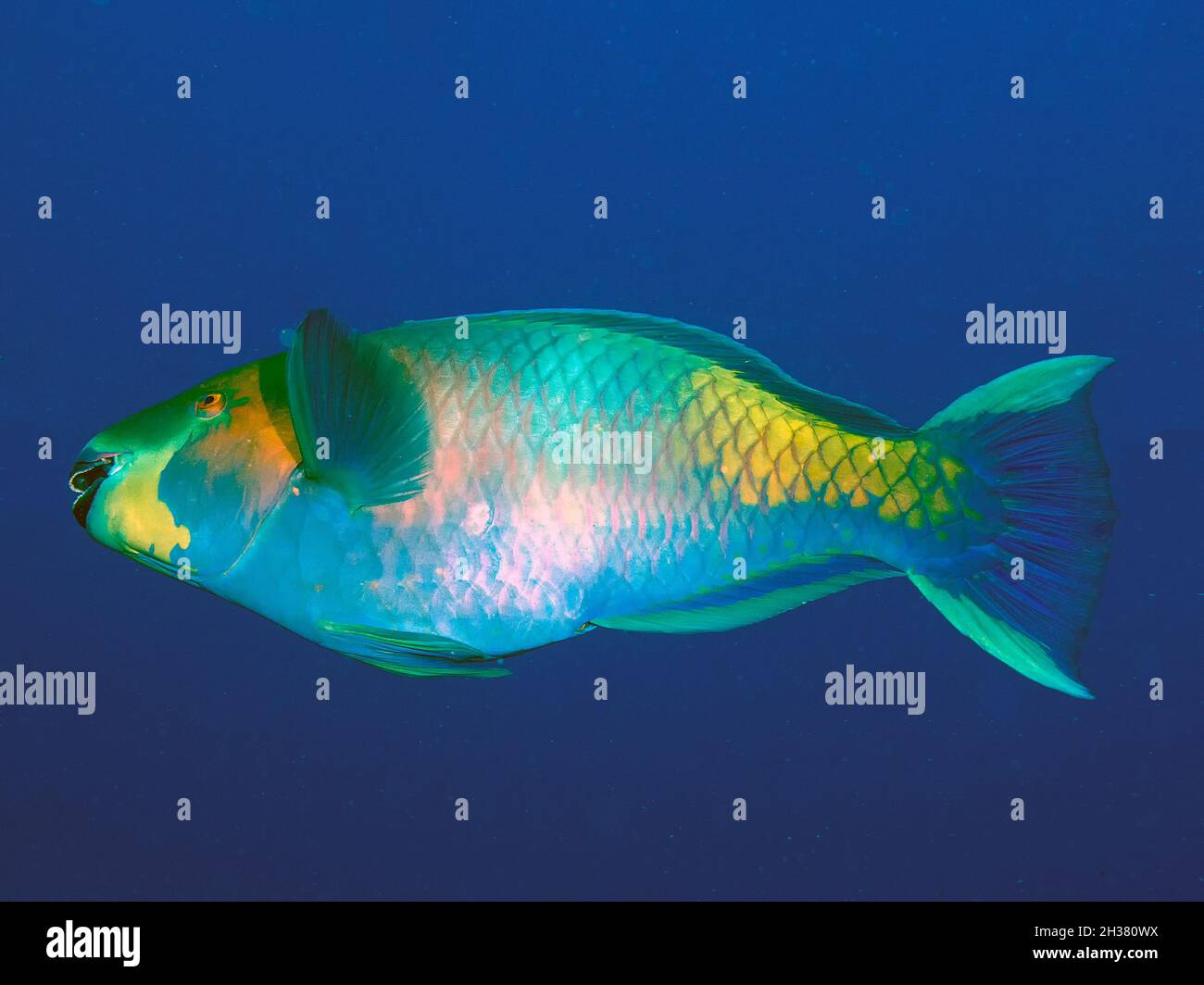 A Rusty Parrotfish (Scarus ferrugineus) in the Red Sea Stock Photo - Alamy