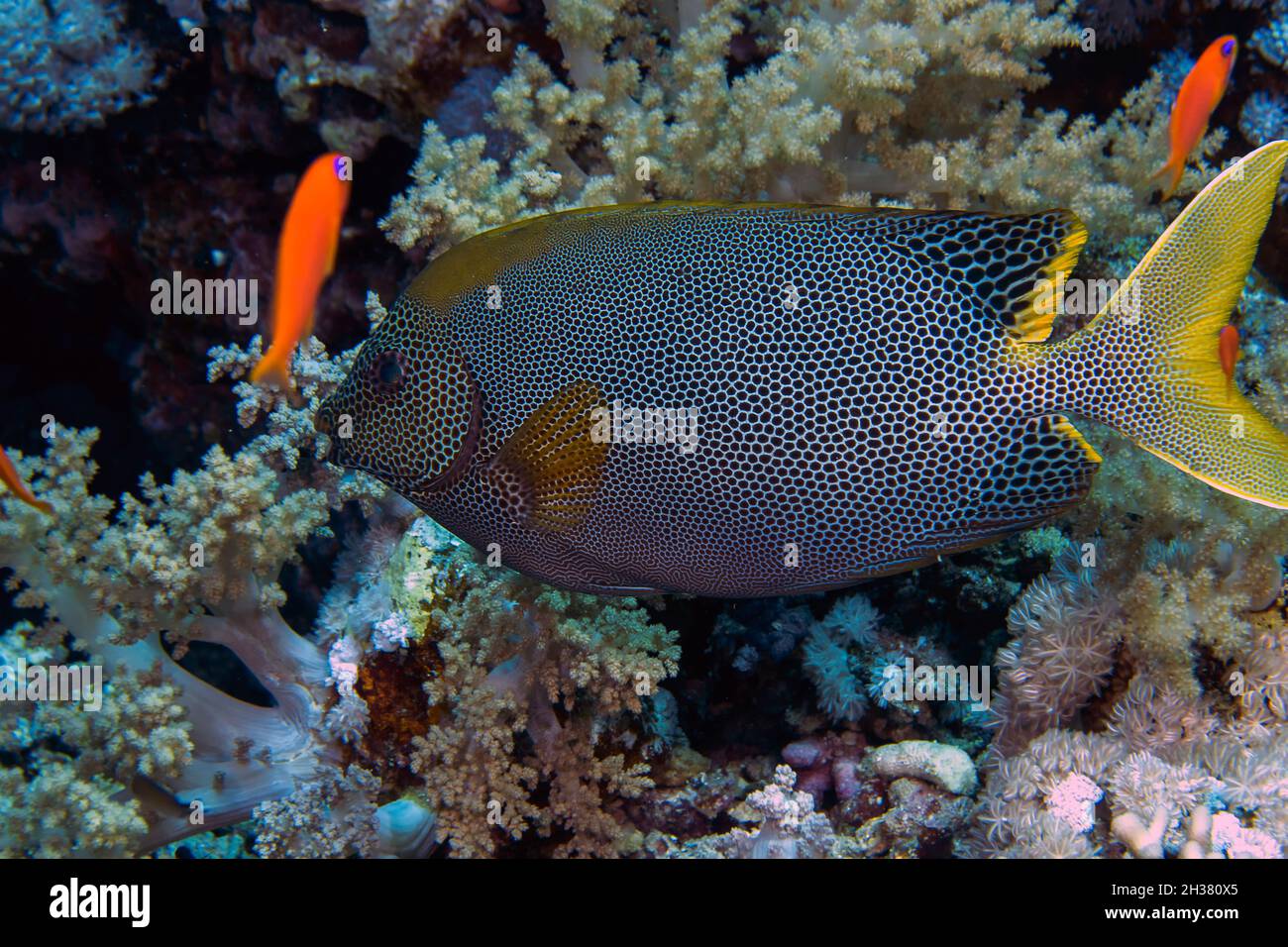 A Starry Rabbitfish (Siganus Stellatus) in the Red Sea, Egypt Stock ...