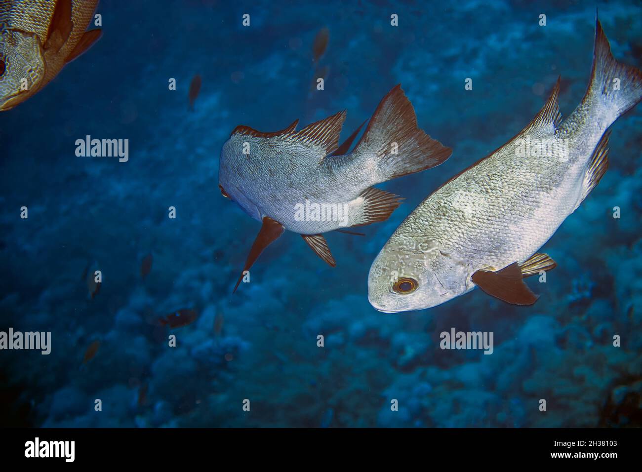 A school of Black and White Snapper (Macolor niger) in the Red Sea ...