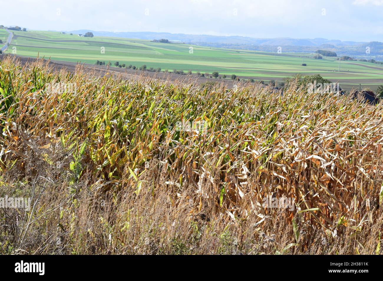dry corn field Stock Photo - Alamy
