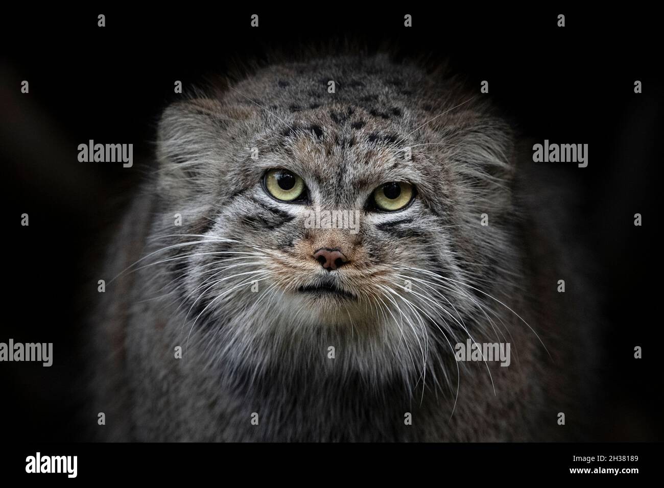 Pallas cat staring into camera Stock Photo - Alamy