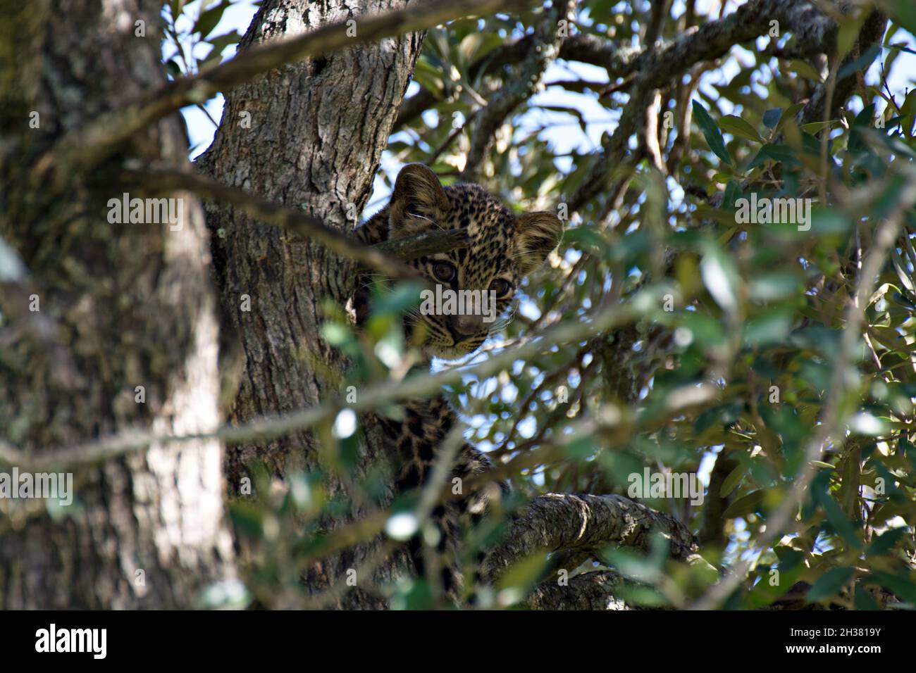 Baby leopard hiding in trees Stock Photo - Alamy