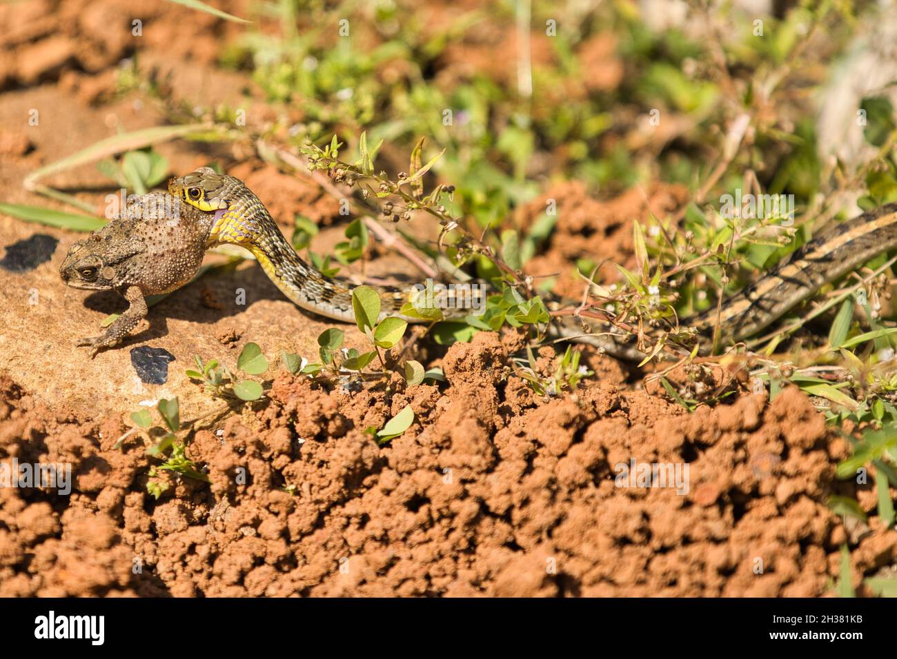 Green tree frog eating snake hi-res stock photography and images - Alamy
