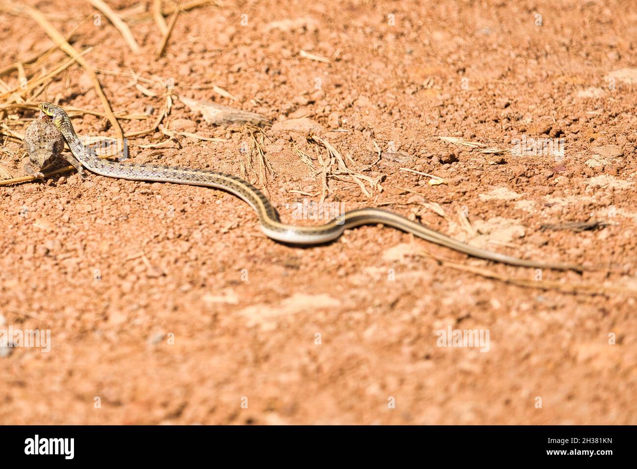 Buff Striped Keelback Snake with Kill which is Frog Stock Photo - Alamy