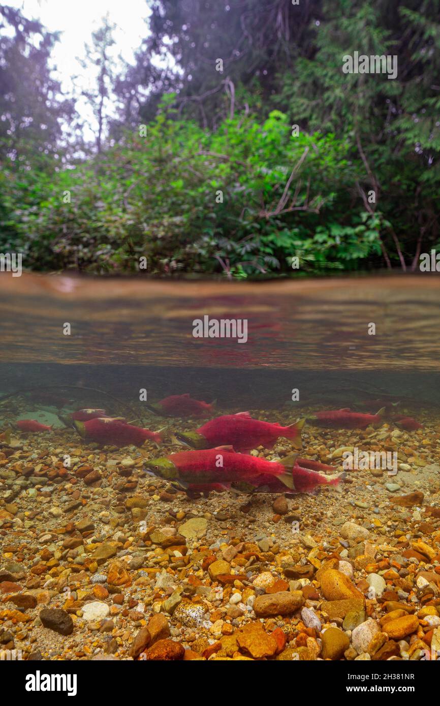 Vertical shot river in hi-res stock photography and images - Alamy