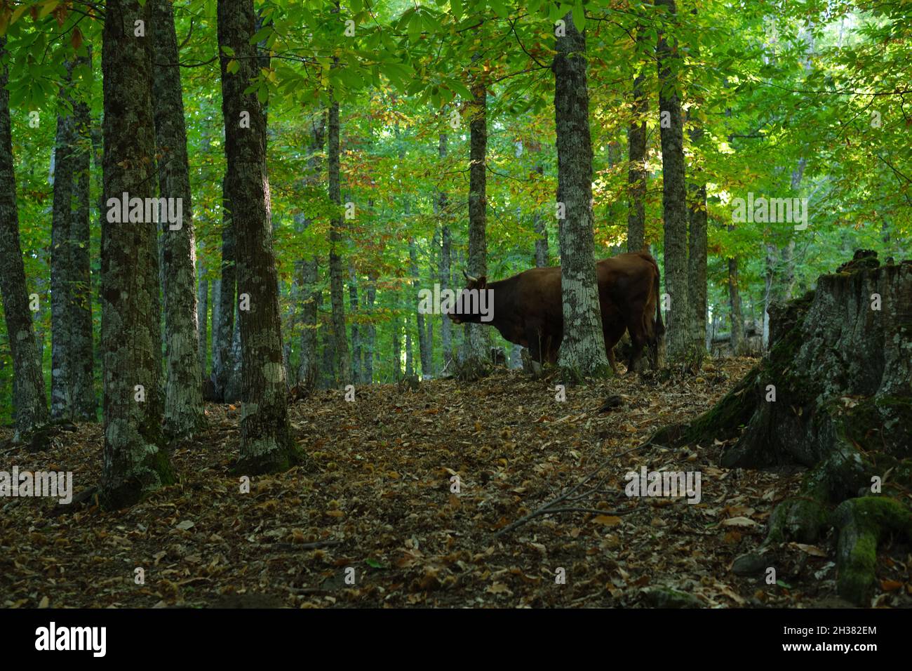Side view of wild bull in a forest in Spain Stock Photo - Alamy