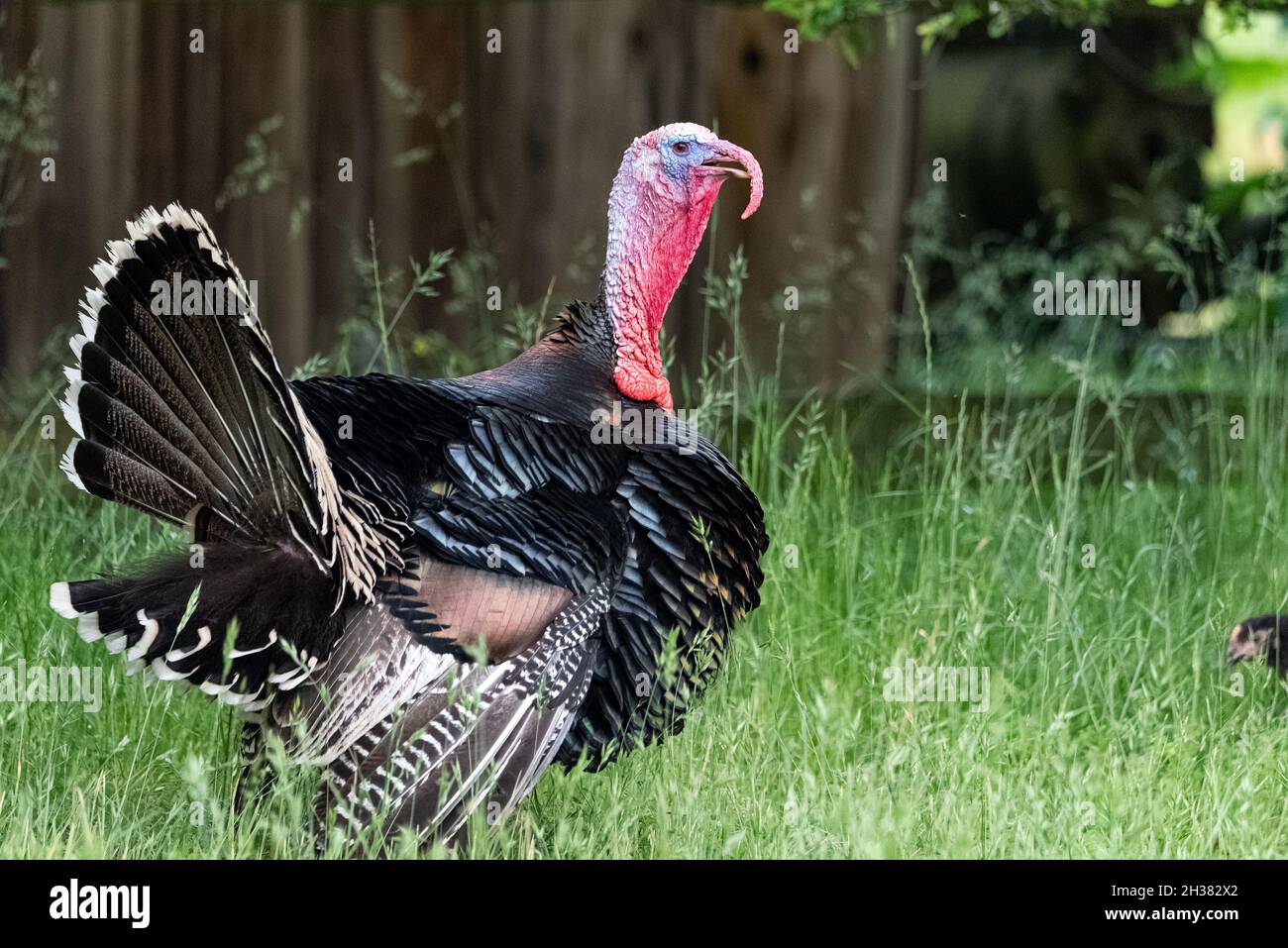Common turkey, thanksgiving symbol. Meleagris gallopavo, a large bird ...
