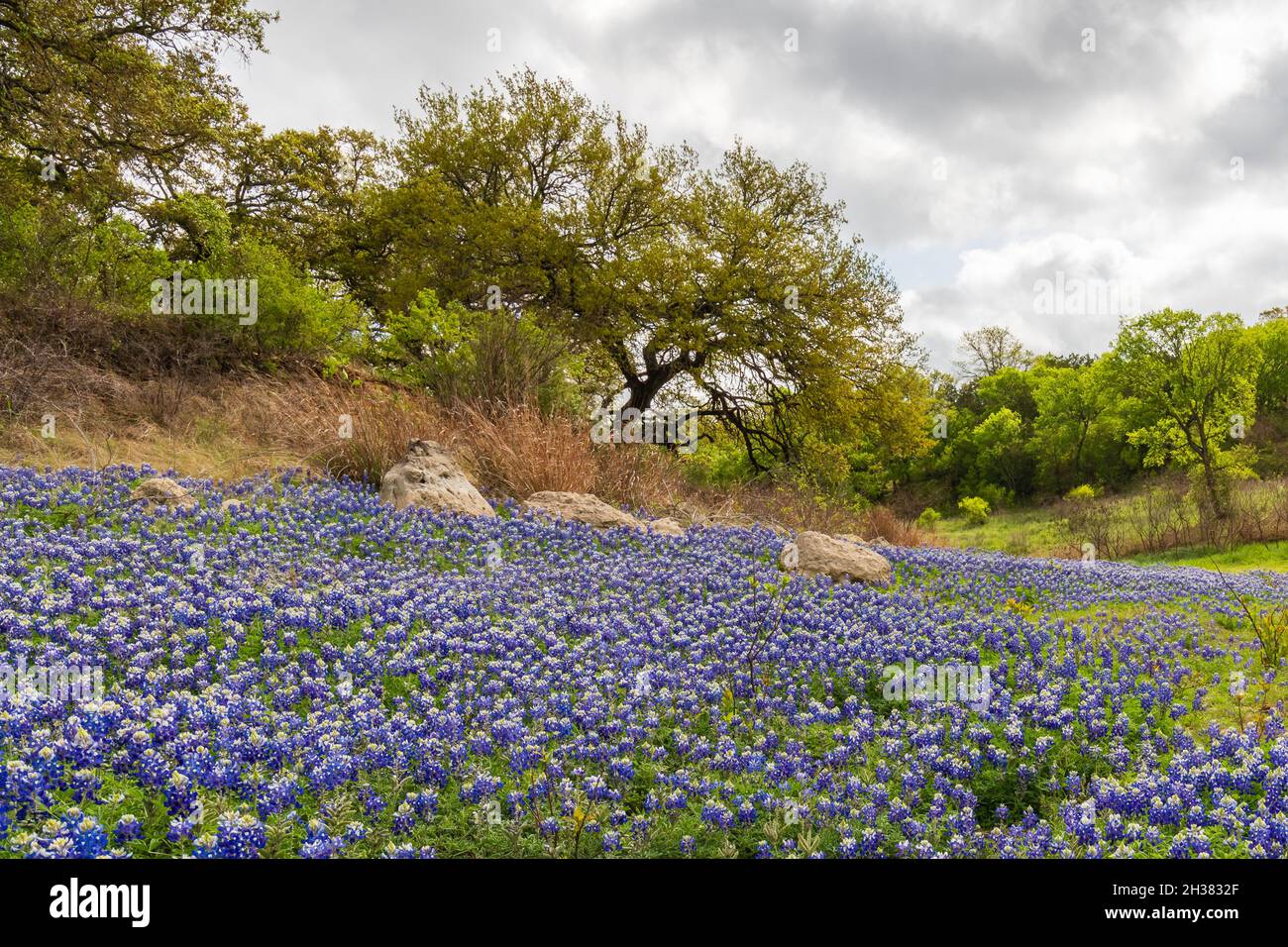 Texas bluebonnets with large oak tree and cloudy sky Stock Photo - Alamy