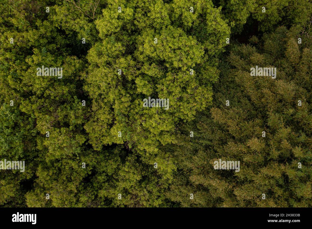 treetops seen from above - drone view Stock Photo - Alamy