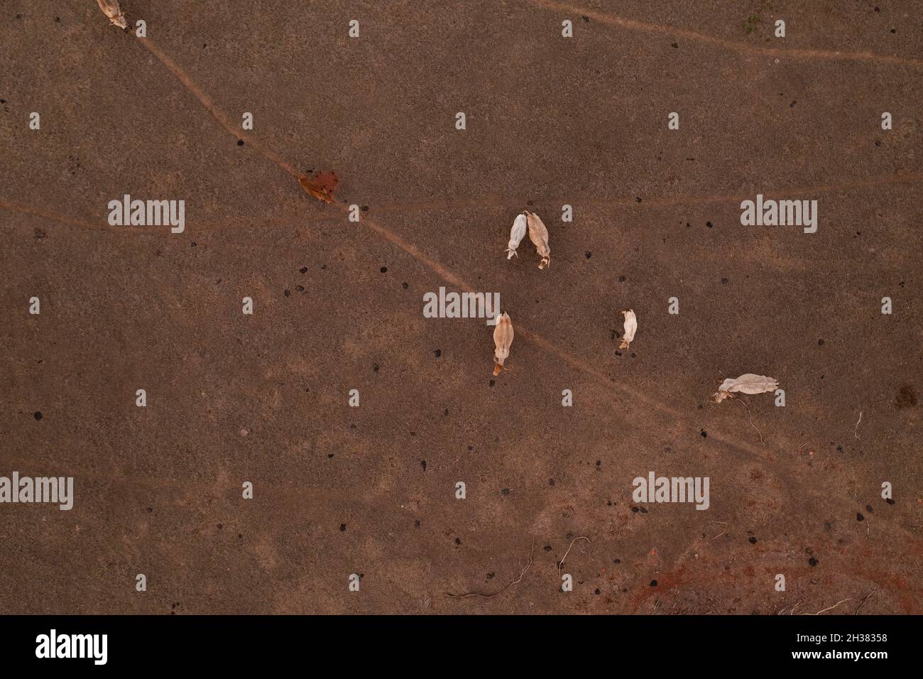 Cow pasture from above hi-res stock photography and images - Alamy