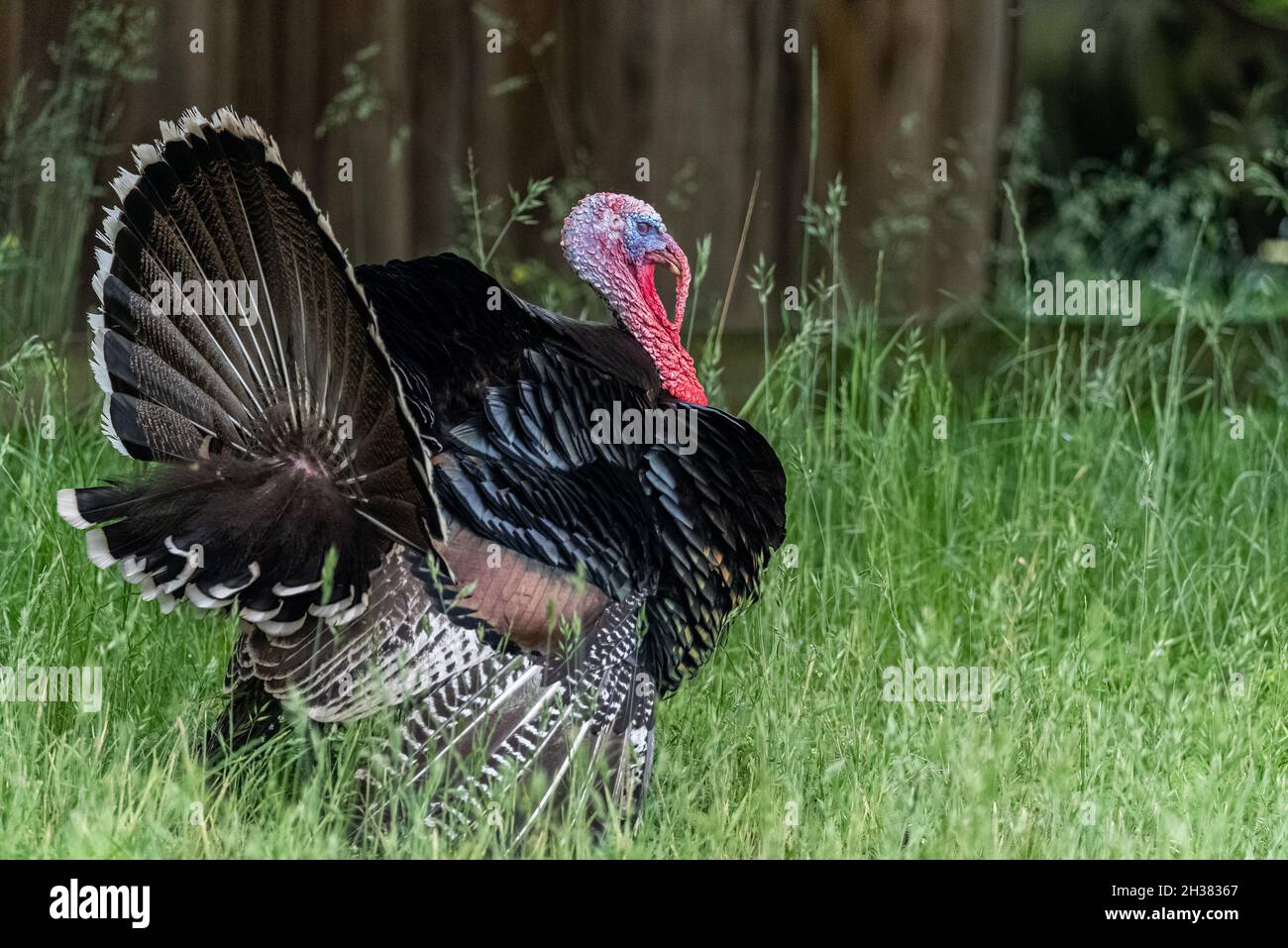 Common turkey, thanksgiving symbol. Meleagris gallopavo, a large bird ...