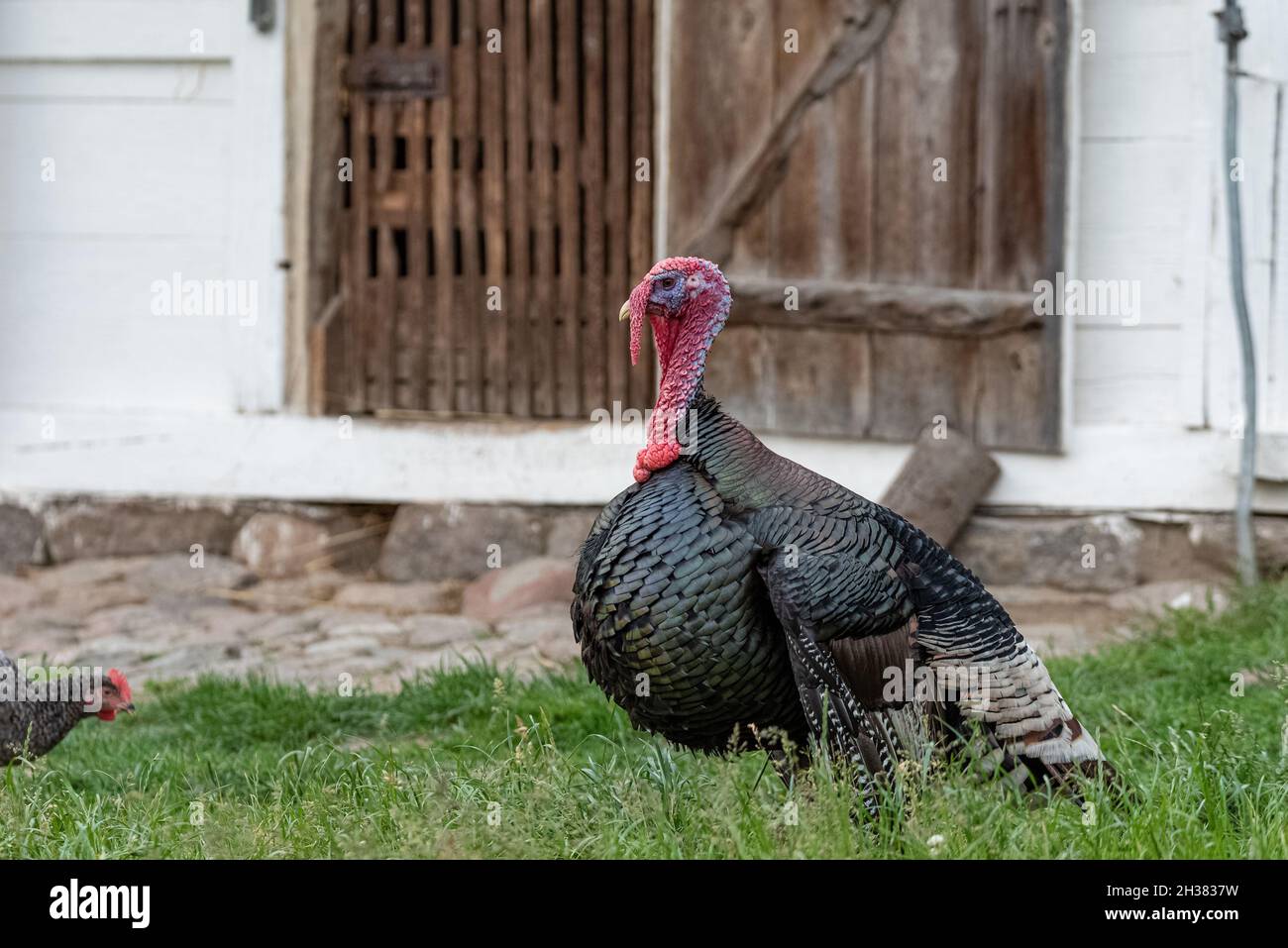 Common turkey, thanksgiving symbol. Meleagris gallopavo, a large bird ...