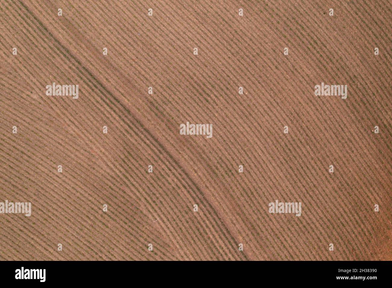 Transportation sugarcane from fields hi-res stock photography and ...