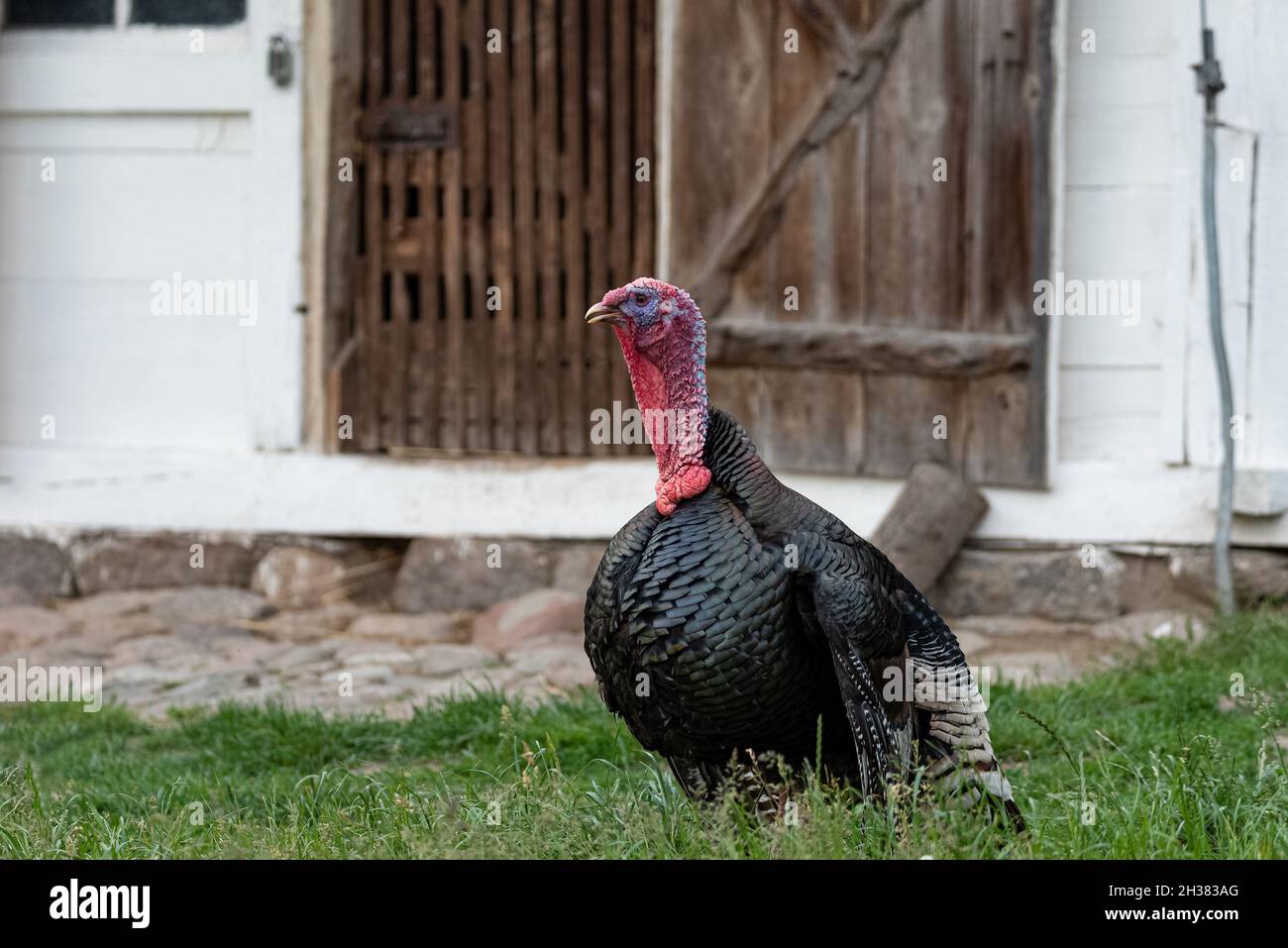 Common turkey, thanksgiving symbol. Meleagris gallopavo, a large bird ...