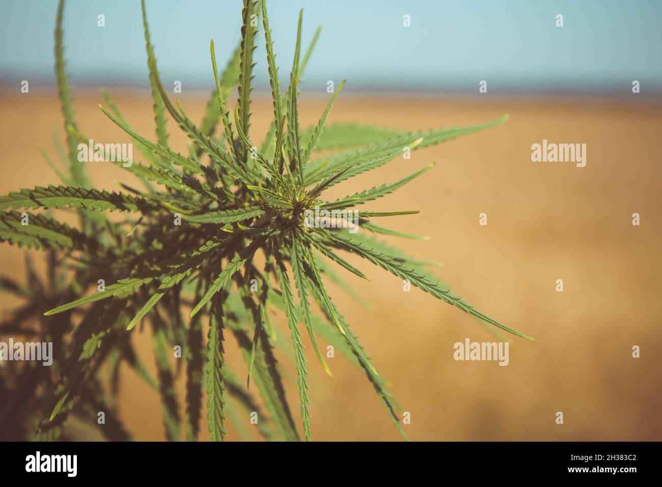 Cannabis leaves close up. Green cannabis tree Stock Photo - Alamy