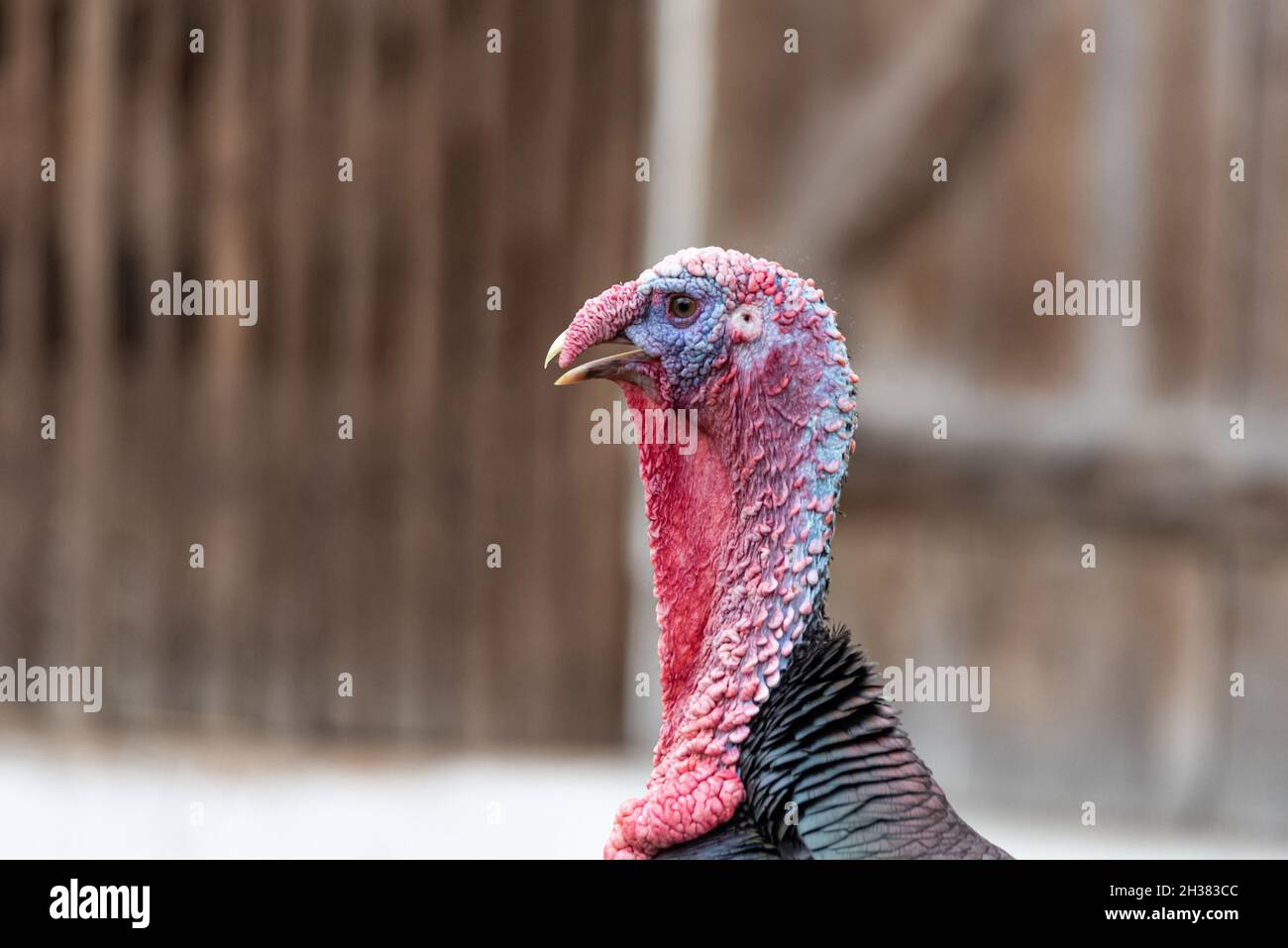 Common turkey, thanksgiving symbol. Meleagris gallopavo, a large bird ...