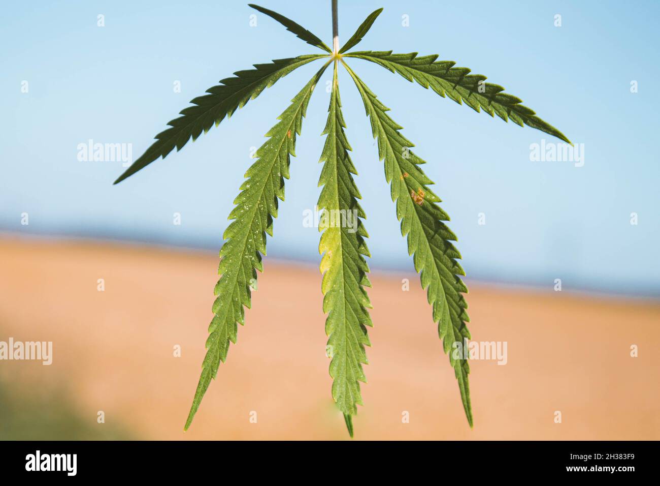 Cannabis leaves close up. Green cannabis tree Stock Photo - Alamy