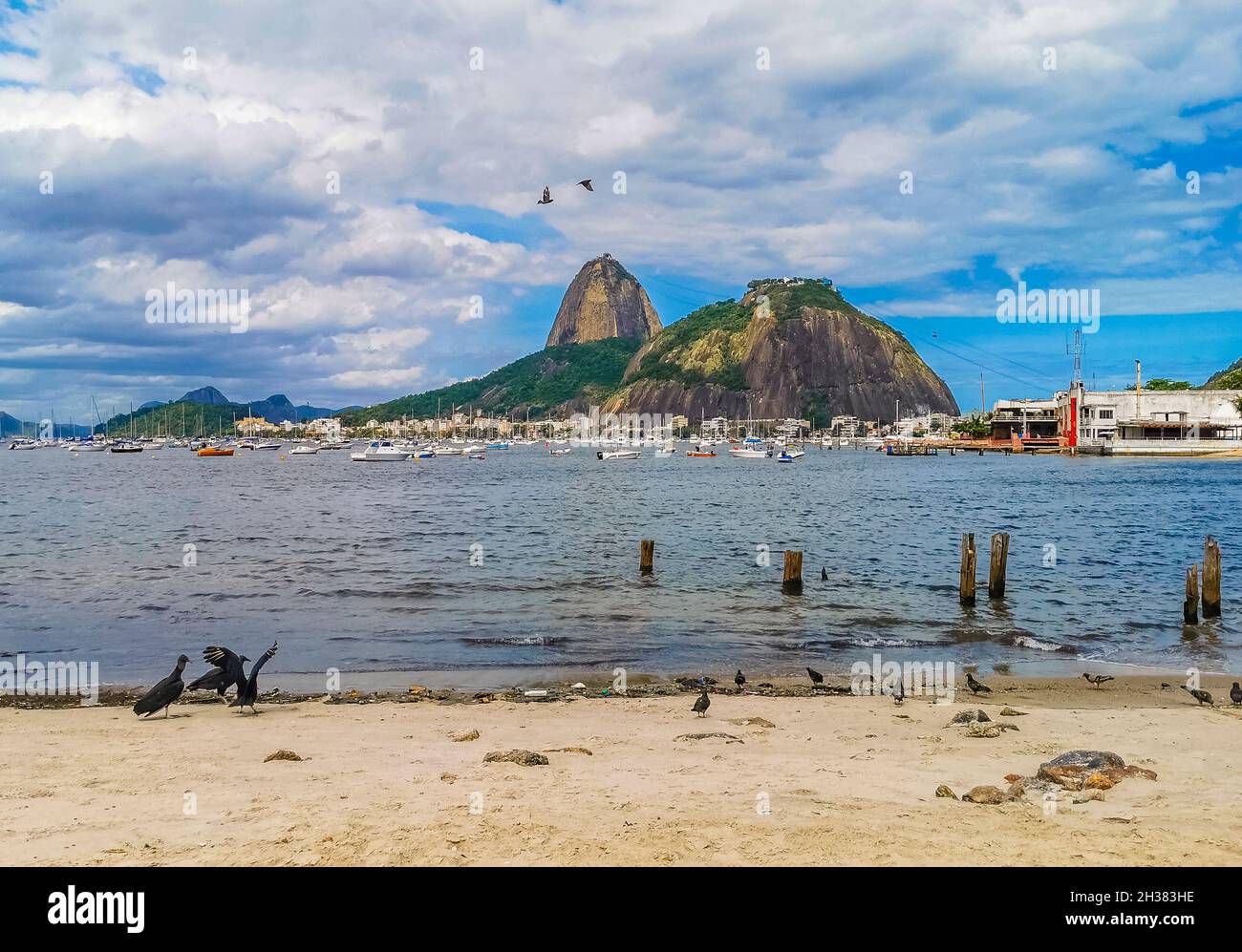 Botafogo Beach with birds and pollution and Sugarloaf sugar loaf ...
