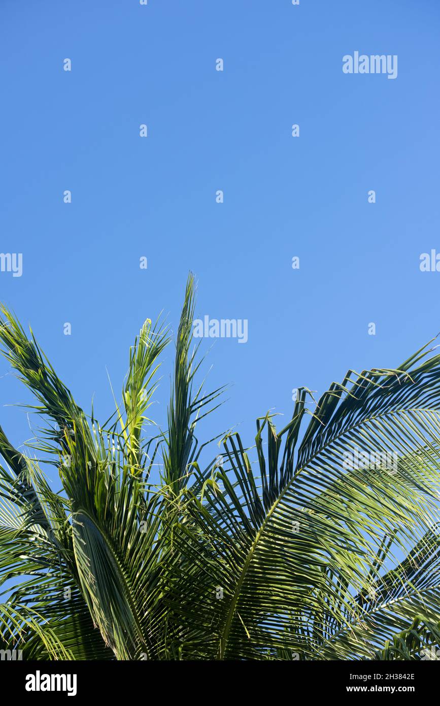 the top of coconut palm tree Stock Photo - Alamy