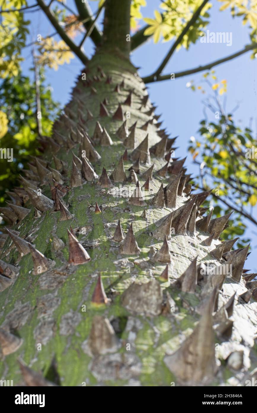 Ceiba tree mexico hi-res stock photography and images - Alamy