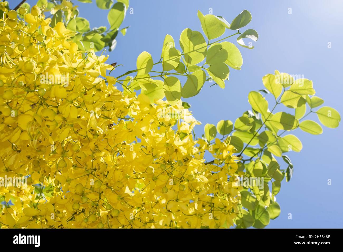 Yellow Laburnum Tree flowers Stock Photo - Alamy
