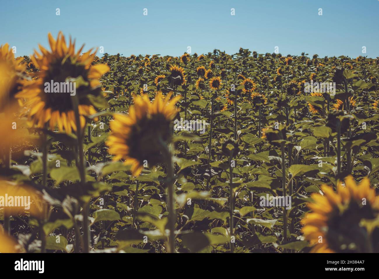Ukraine sunflower fields hi-res stock photography and images - Alamy