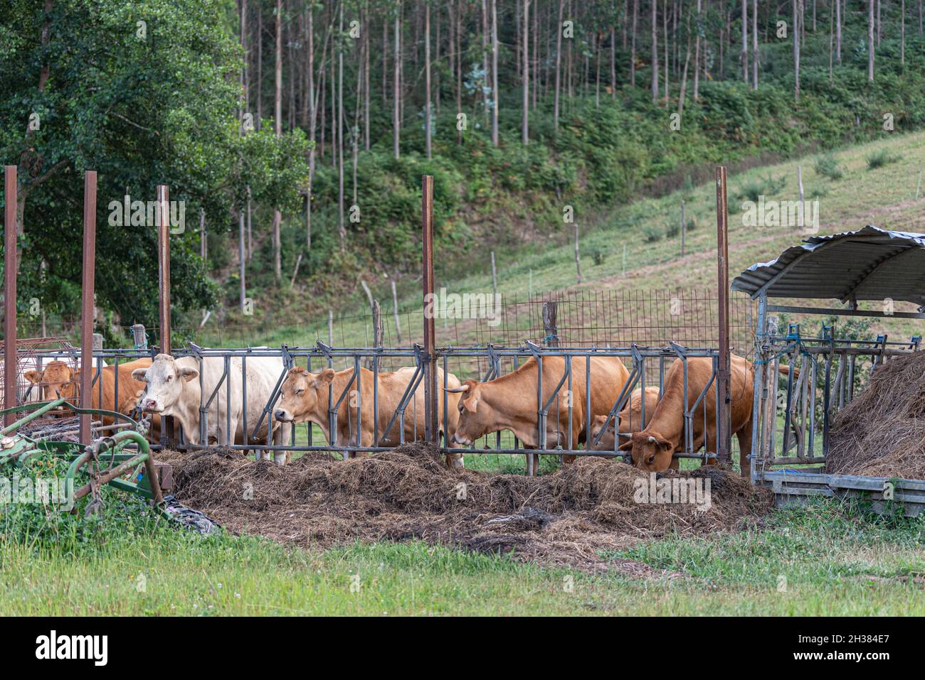 Cattle eating hay on the farm Stock Photo - Alamy